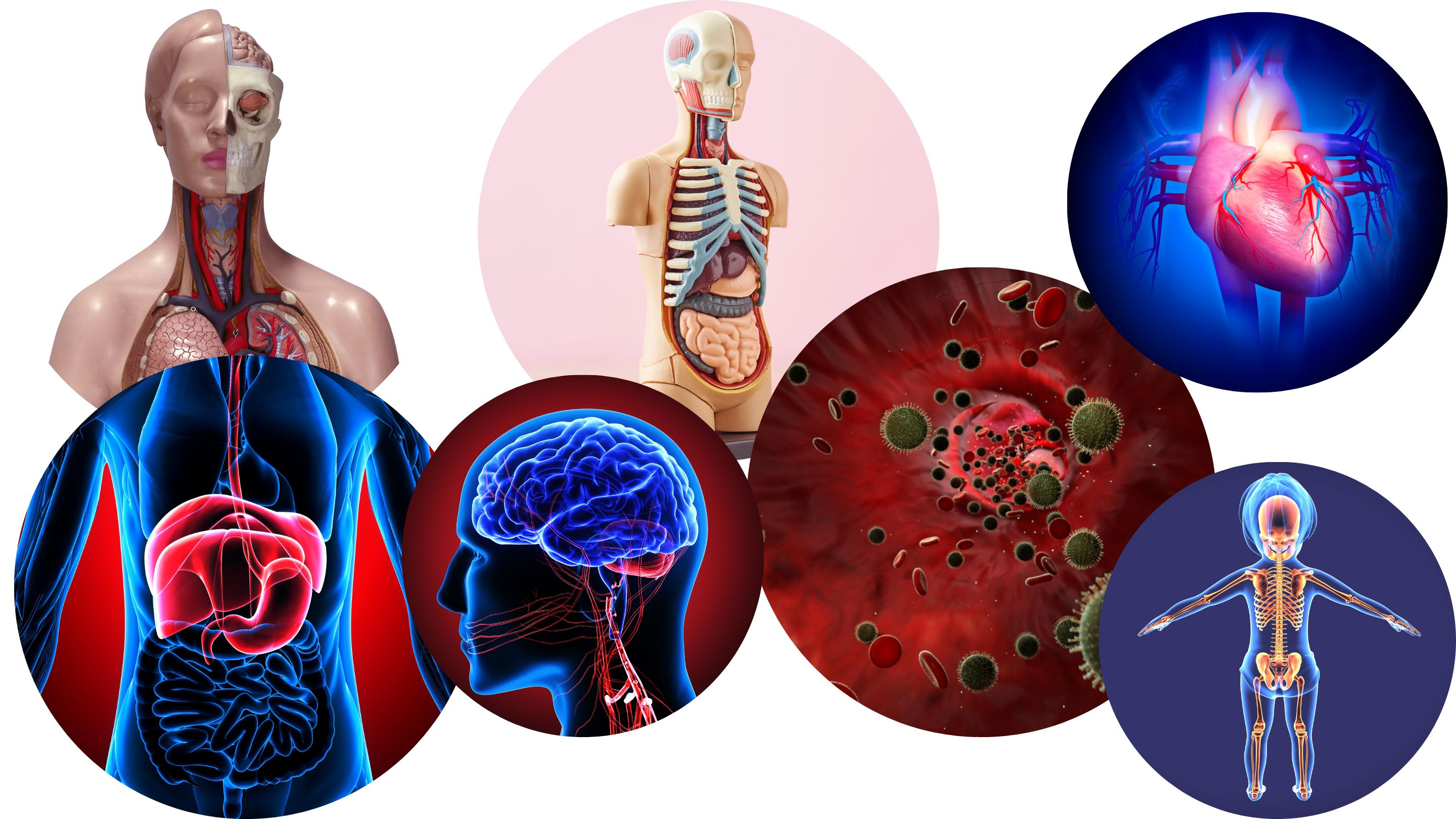 Course: Anatomy and Physiology