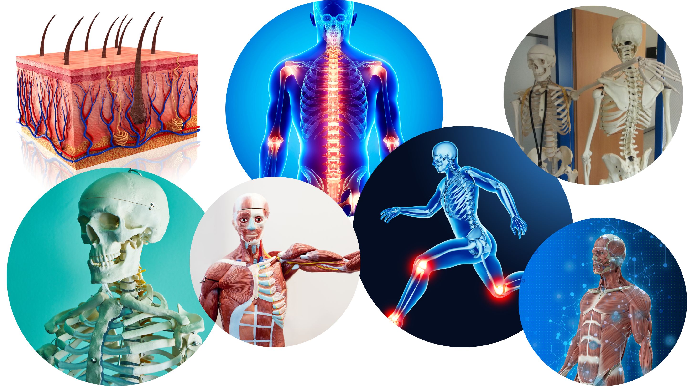 Course: Anatomy and Physiology